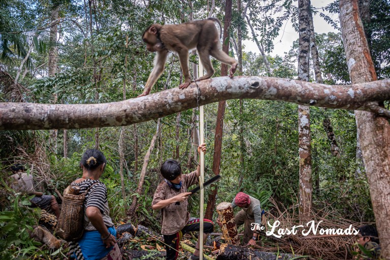 On the hunt with the last nomadic Penan – The Last Nomads