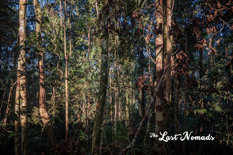 On the hunt with the last nomadic Penan – The Last Nomads