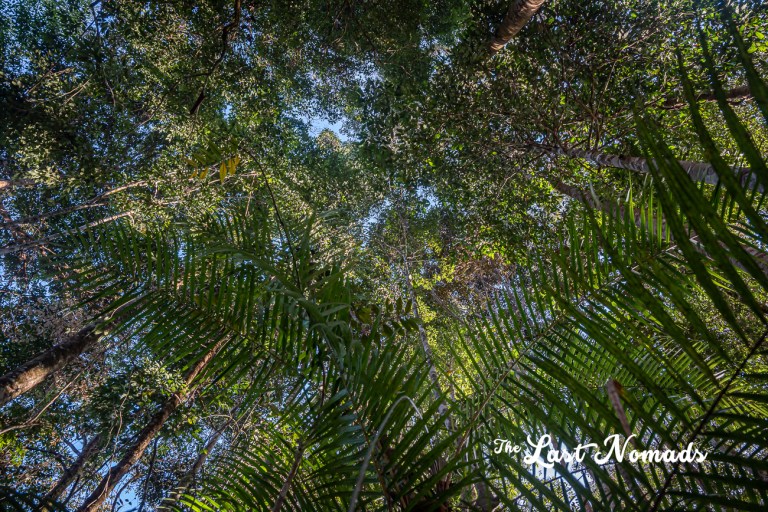 On the hunt with the last nomadic Penan – The Last Nomads